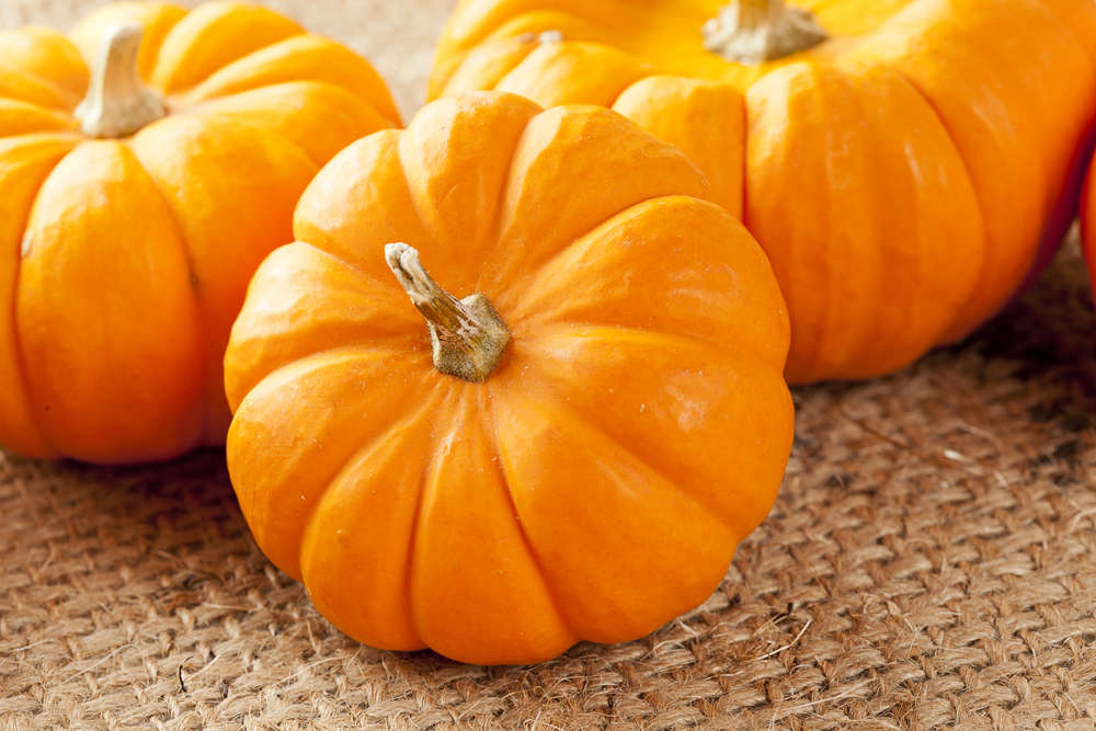 Greenfield Dentists Share the Dental Benefits of Pumpkins - Bagley Goodwin